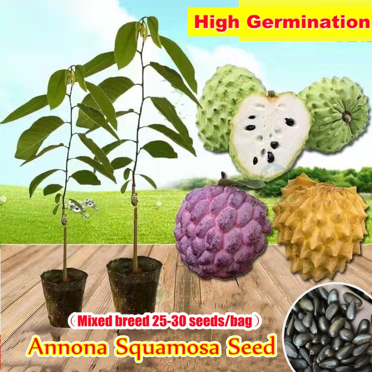 [Fast Germination] Mixed Varieties Annona Squamosa for Sale (25-30seeds ...
