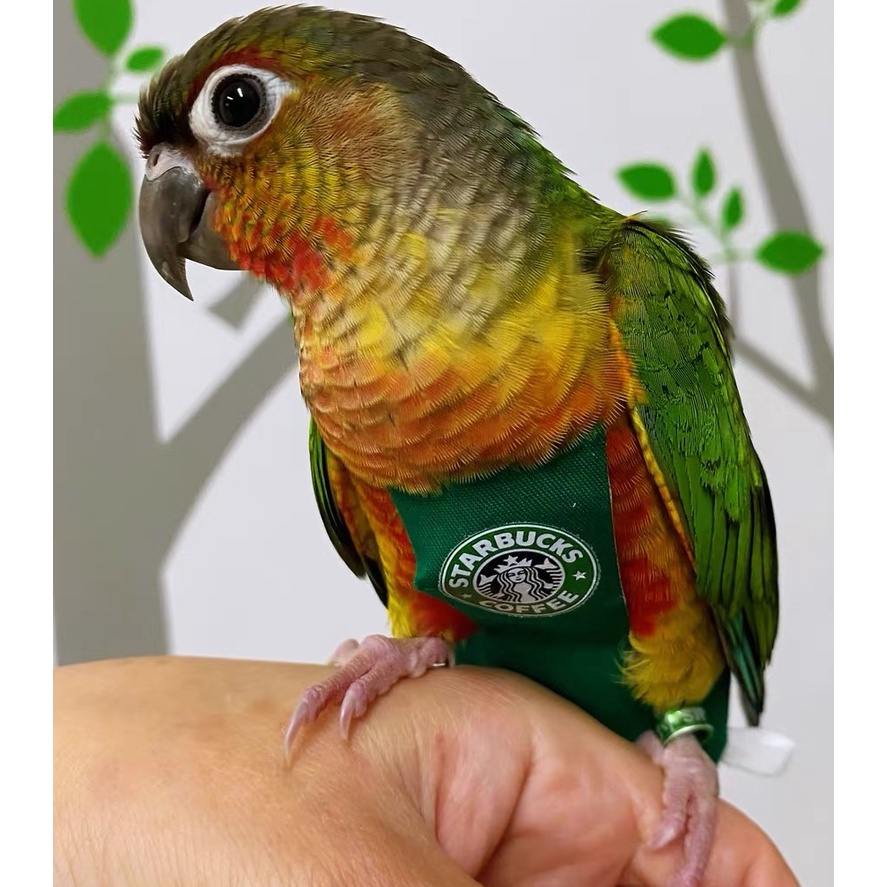 Parrot Clothes Diaper Clothes Rope Flight Suit Bird Clothes ...