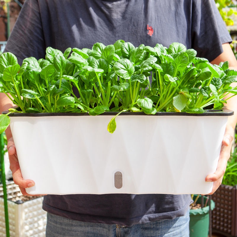 Lazy Flower Pot Automatic Water Feeding Green Radish Lazy Pot Meat and ...