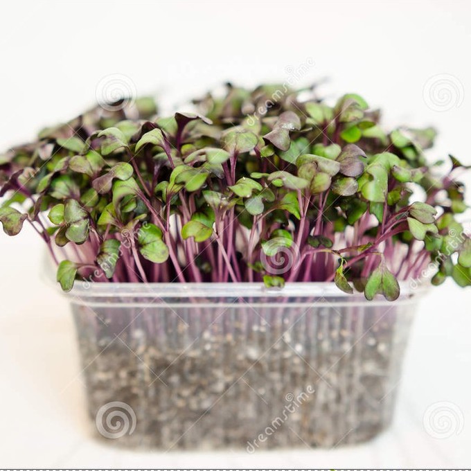 20g Purple Radish Red Radish Sprouts Microgreen Seeds Sprout seeds (fr ...