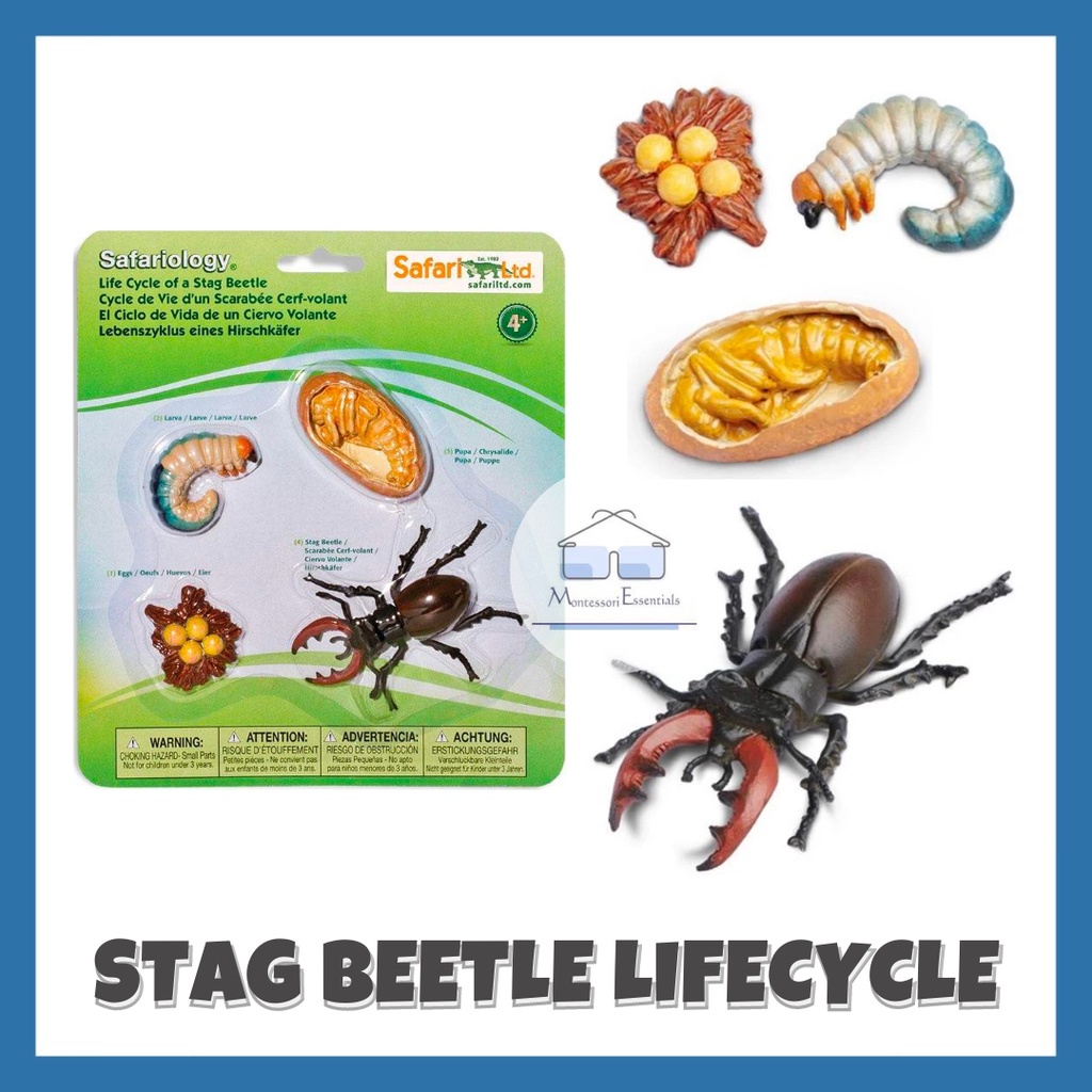 Safari: Stag Beetle Life Cycle | Shopee Singapore
