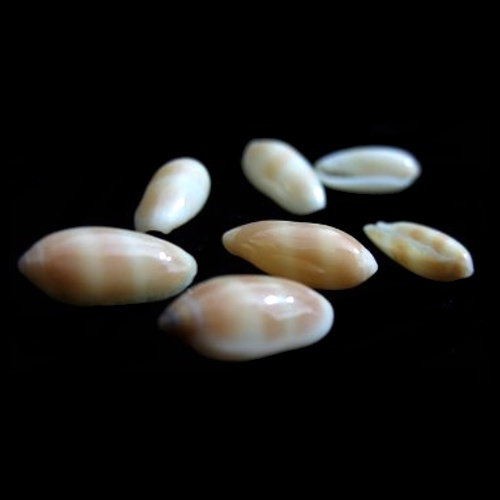 Rice seashell 10 pcs Sea Shells Sailor Valentine - Terrarium Craft ...