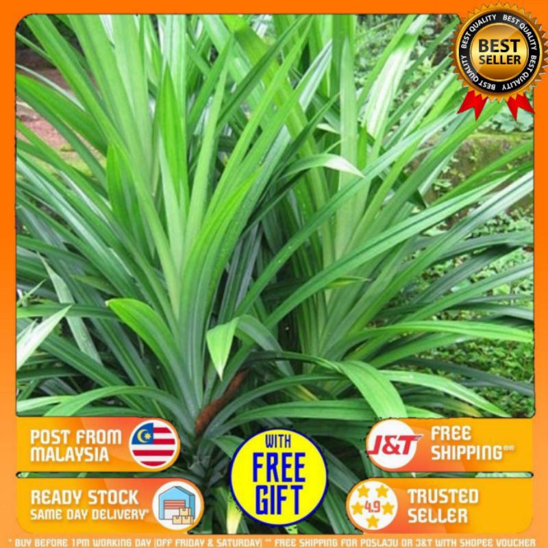 Pokok Serai Chicken Thigh (buy 2 Free Rough Sekam Rough + Smooth Rice ...