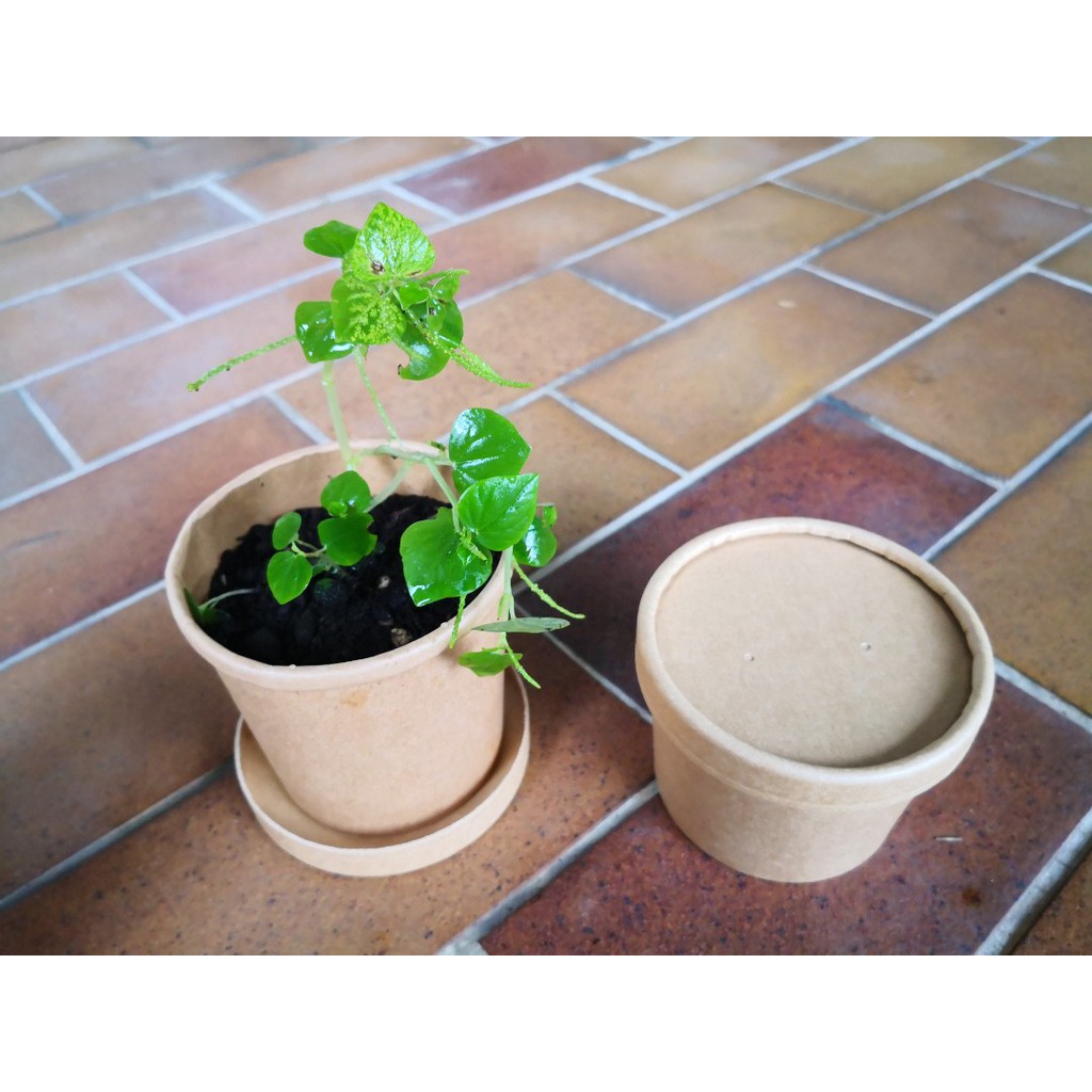 DIY Mini Planting Kit for Gardening (Pot + Seeds + Organic compost ...