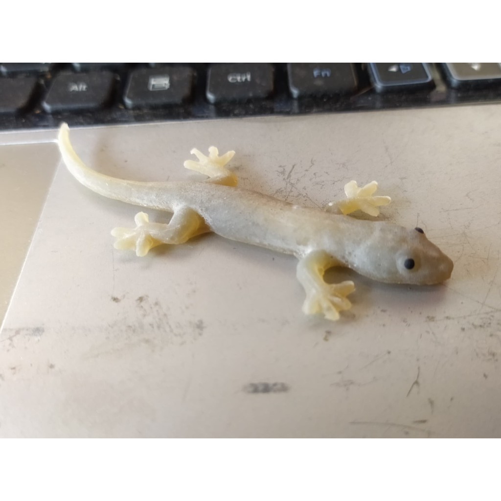 Fake Lizards Rubber Cat Scarey Very Scary | Shopee Singapore