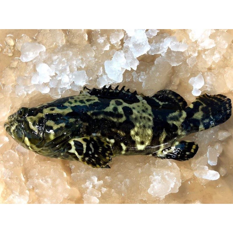 BUNDLE DEAL! 2 pieces at $60 only! Live Sea Dragon Tiger/Hybrid Grouper ...