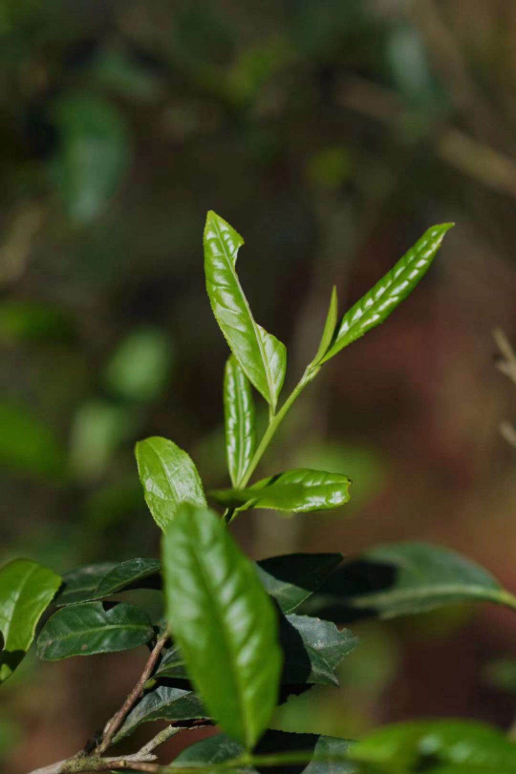 Jin Jun Mei, Wuyi Mountain, Fujian Black Tea |武夷山红茶 | 金骏眉｜手工制茶 ...