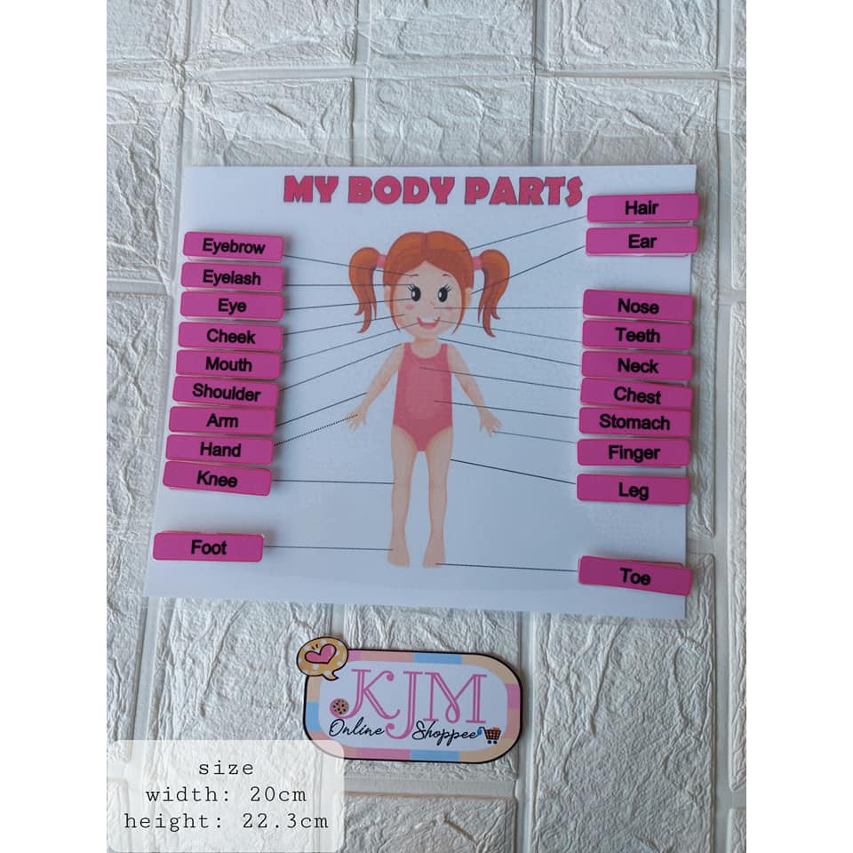 Laminated Activity Worksheet Body Parts Girl and Boy | Educational ...