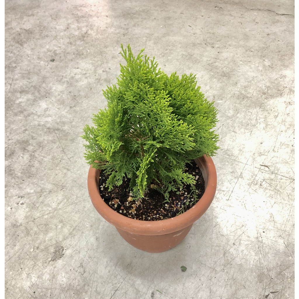 Thuja (Pin Par) Christmas Plant - Fresh Gardening Indoor Plant Outdoor ...