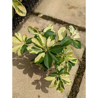 Variegated Schefflera Arboricola - Beautiful Multi-Colour House Plant ...