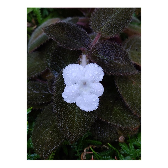 Episcia lilacina Panama White | Shopee Singapore