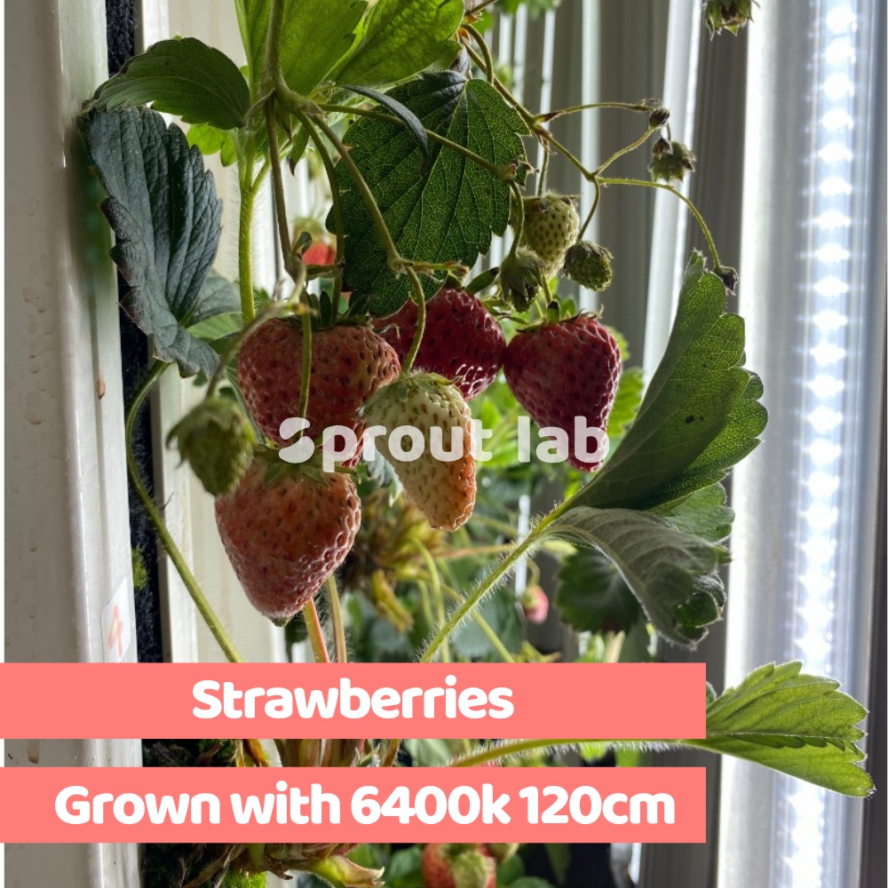 Sprout lab | T5 LED Grow Light for Plants Full Spectrum | 24 watt/48 ...