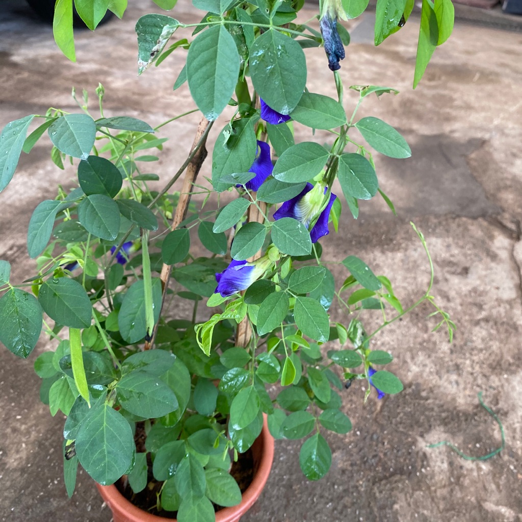 Butterfly blue pea organic edible flowering | Shopee Singapore