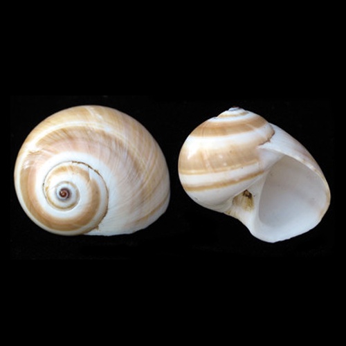 Heavy Nautica - Hermit crab favourite Sea Shell - Craft Moon SeaShell ...