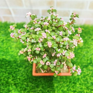 [Local Seller] Portulacaria afra variegata Pink Elephant Bush Succulent ...