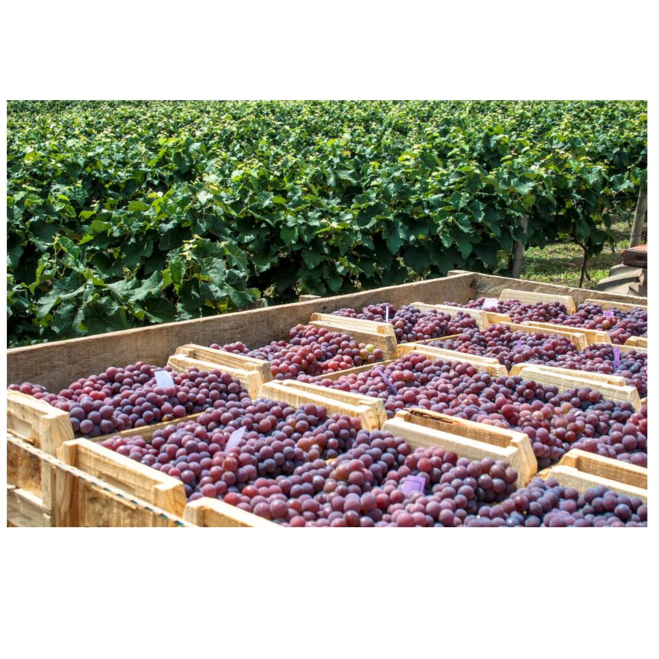 SHOP 24 Medinet Grenache 1 Litre Red Wine 2 bottles France wine Good ...