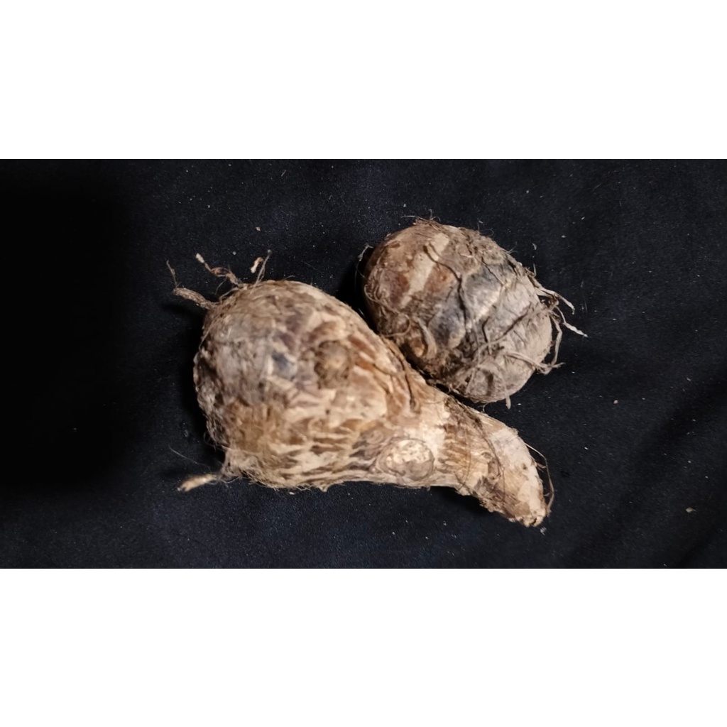 SALADROOM.SG BABY YAM 500G | Shopee Singapore