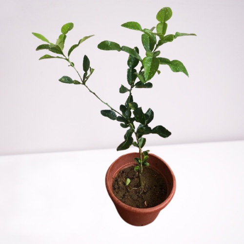 Kaffir lime, Thai Lemon, Limau Purut (0.5mH) - perfect for cooking, tom ...