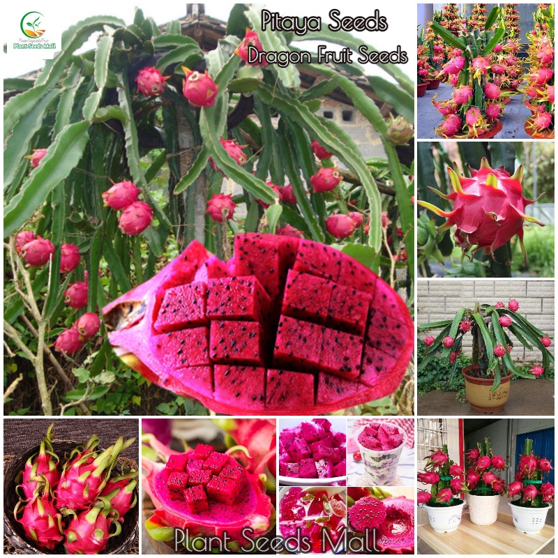 100pcs Seeds/bag Pitaya Seeds for Planting Exotic Bonsai Dragon Fruit ...