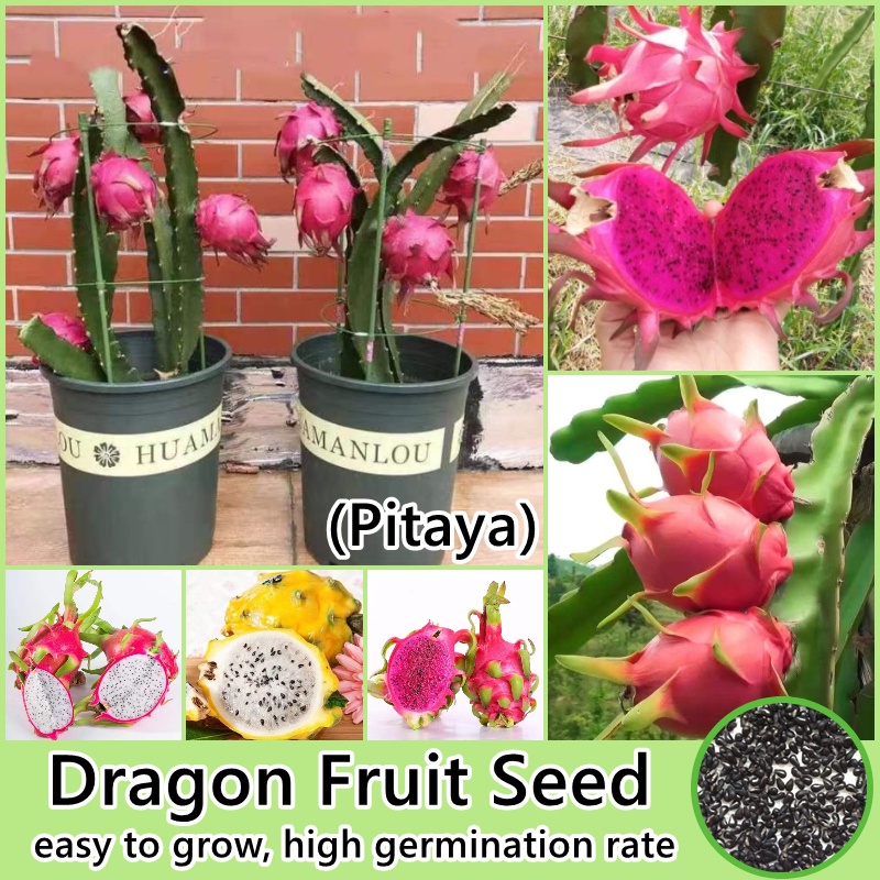 [Fast Germination] 200 seeds/pack Pitaya Seeds for Planting (Dragon ...