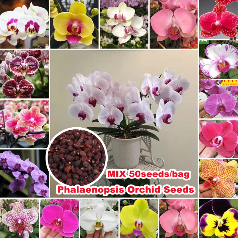 50 Seeds Rare Colorful Phalaenopsis Orchid Seeds for Planting Flowers ...