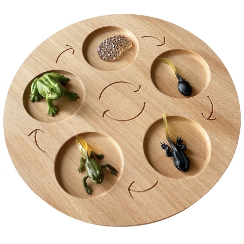[SG Ready Stocks] Double sided Montessori life cycle plate with both 4 ...
