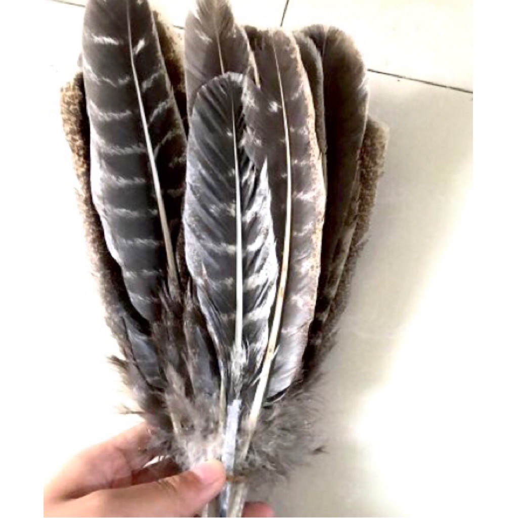 California Wild Turkey Feathers for Smudging | Shopee Singapore