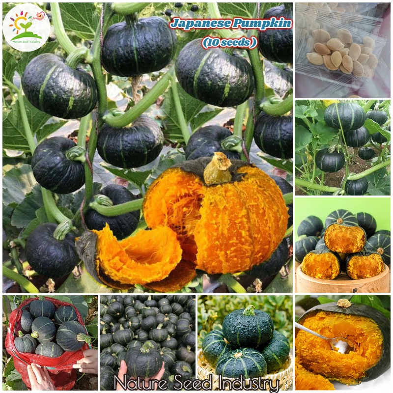 [Singapore Ready Stock] Japanese Pumpkin Seeds for Planting (10 Seeds ...