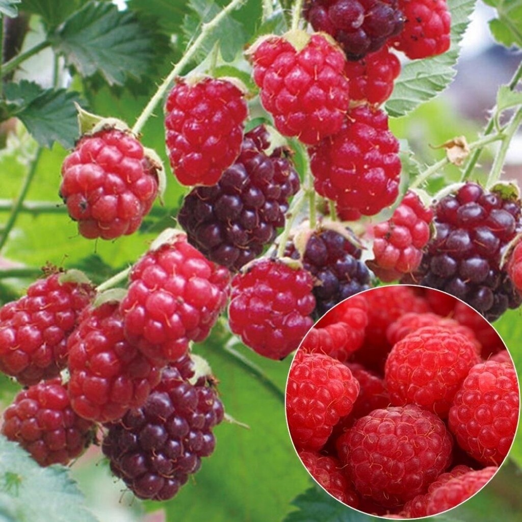 Good Quality Raspberry Fruit Seeds Bonsai Fruit Tree Seeds Live Plants ...