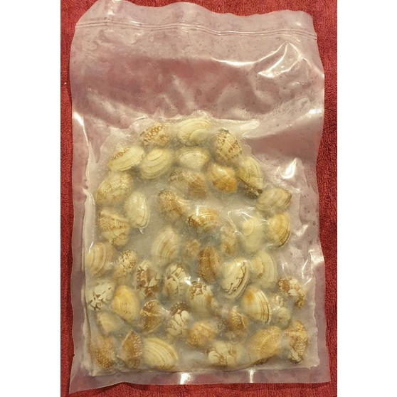 Flower Clam Lala Short Neck Clam | Shopee Singapore