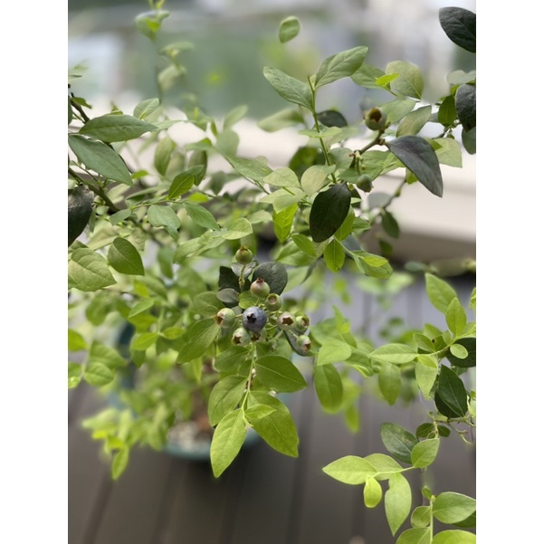 Southern Highbush (Sharp Blue) Blueberry Potted Plant (Balcony/Outdoors ...