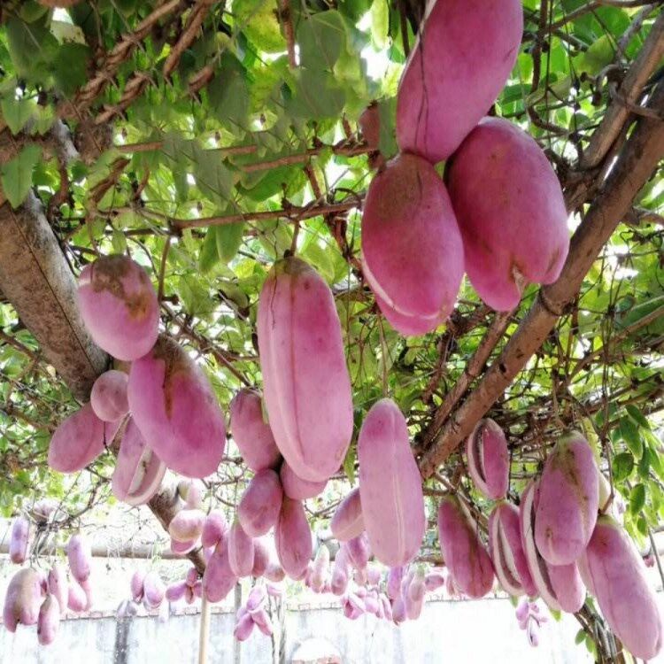 Singapore Ready Stock 50pcs August Melon Seeds Delicious Fruits Bonsai ...