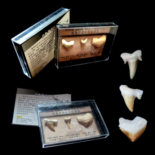 Fossil Shark Teeth Collection Otodus Sand Corax Natural Fossil Intro ...