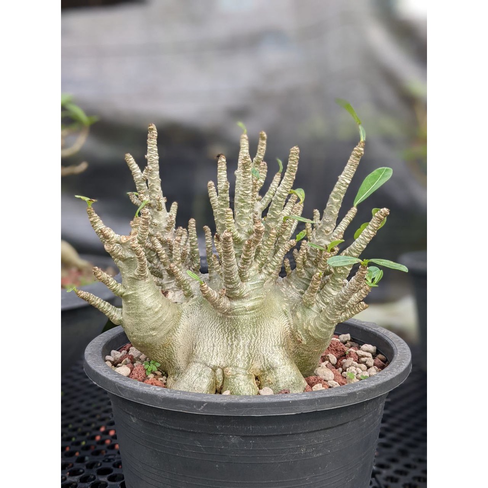 Large Adenium Godji - Unique and Rare Bonsai | Shopee Singapore