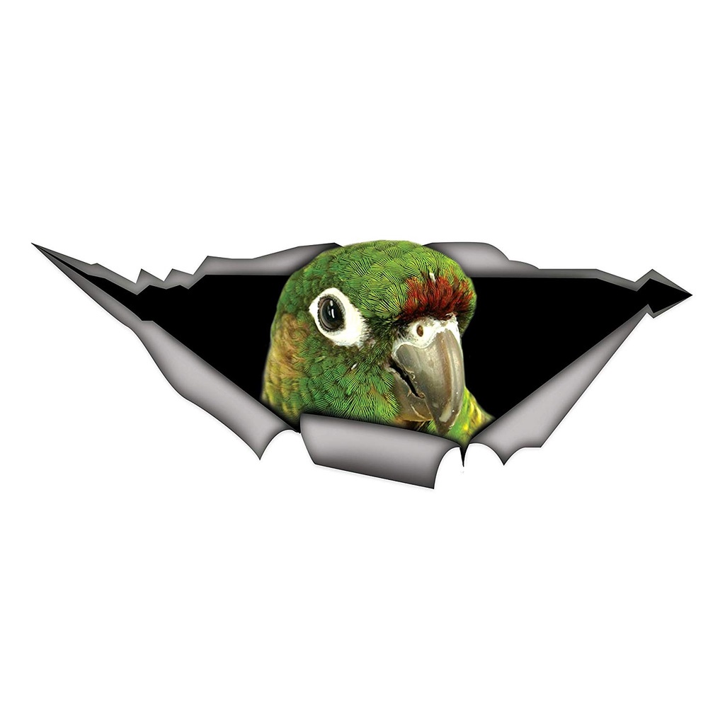 AMDecal Green Cheek Conure Decal, Parrot Sticker, Green Cheek Conure ...