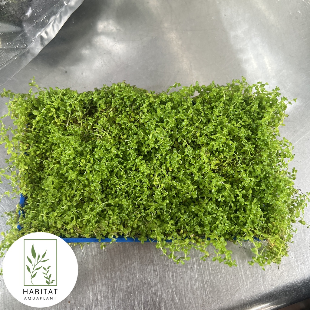 Hemianthus Callitrichoides HC Cuba Dwarf Baby Tears on Tray Fresh Live ...