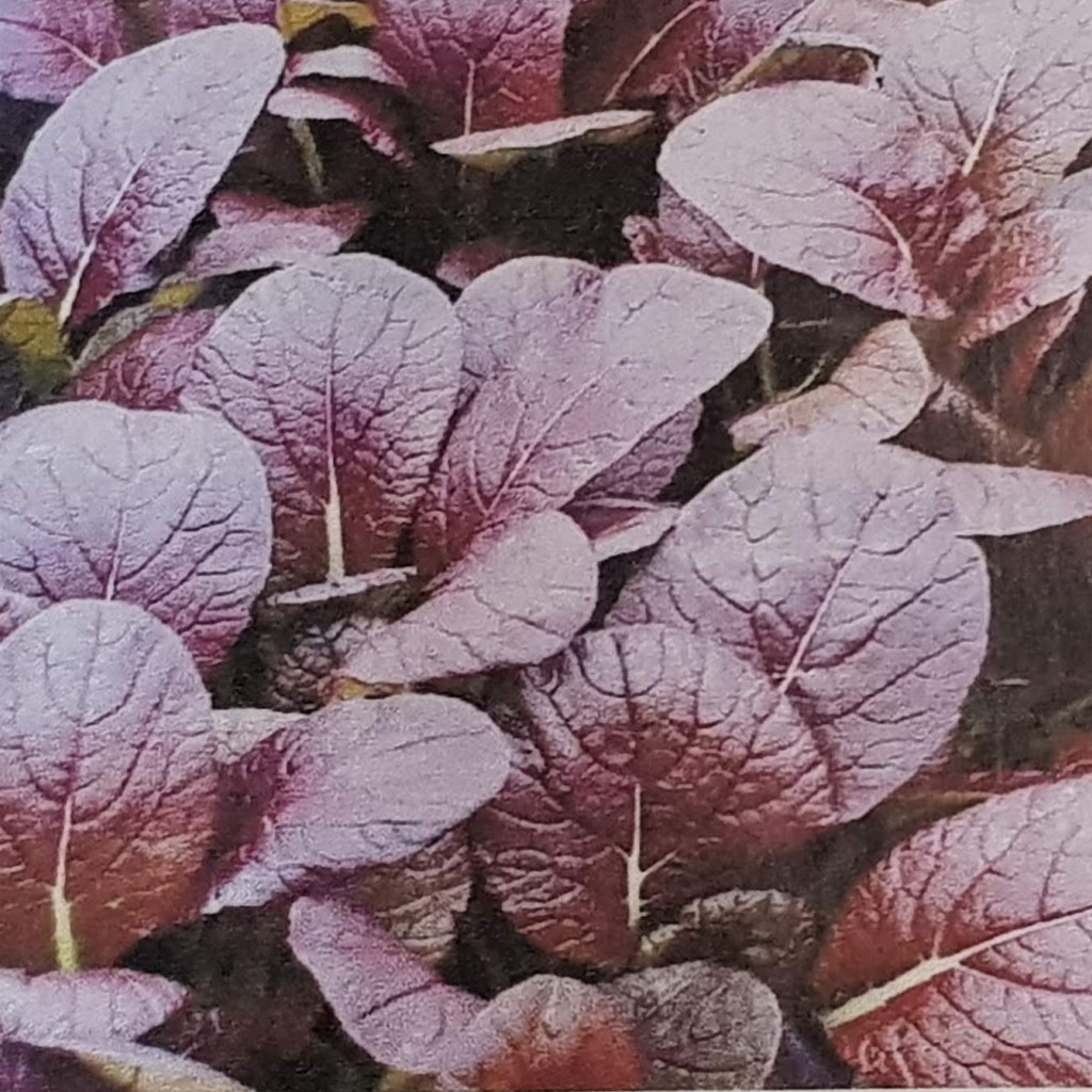 150 Red summer bok choy seeds (fr SG) | Shopee Singapore