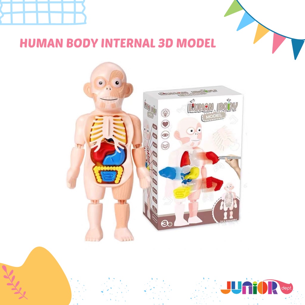 Internal Human Body 3D Model / Props for Learning Human Body Organs ...