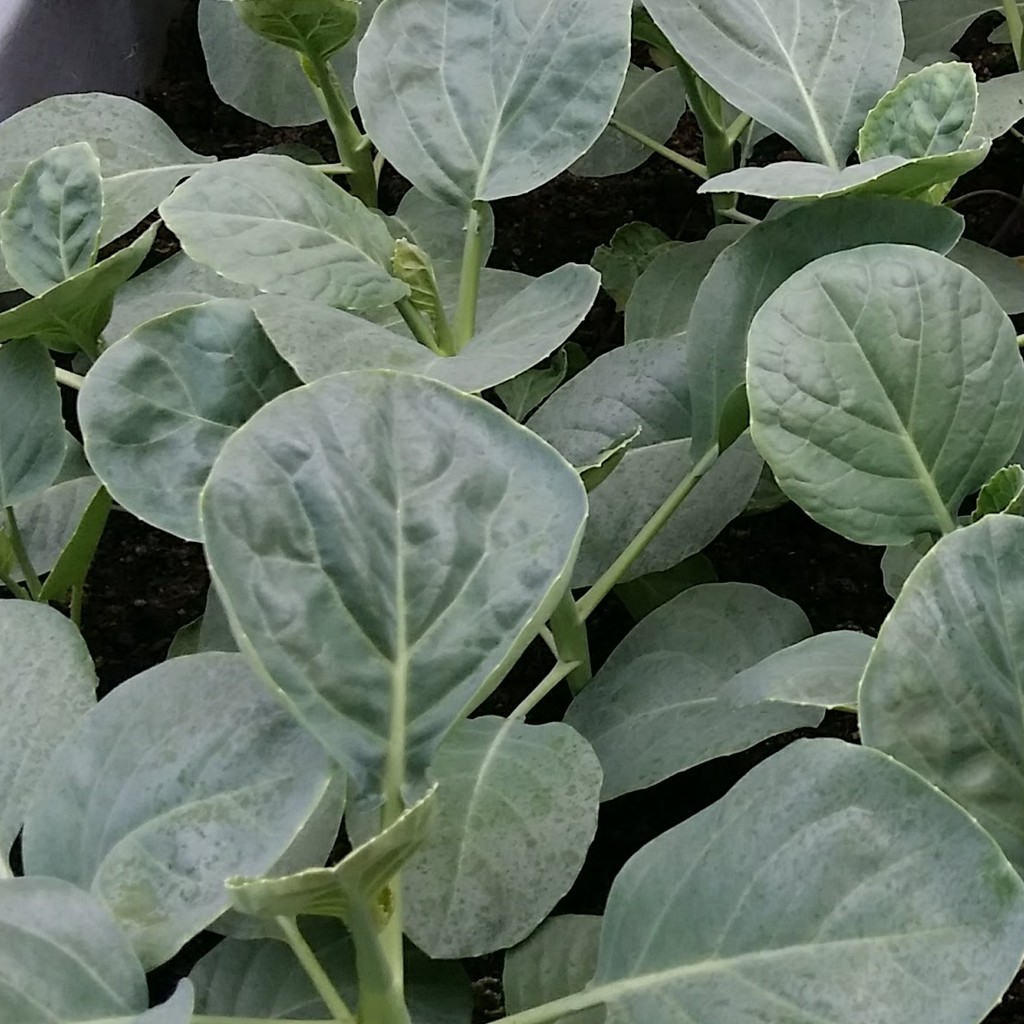 150 Vegetable Seeds Kale 芥兰 (Kai Lan) seeds (fr SG) | Shopee Singapore