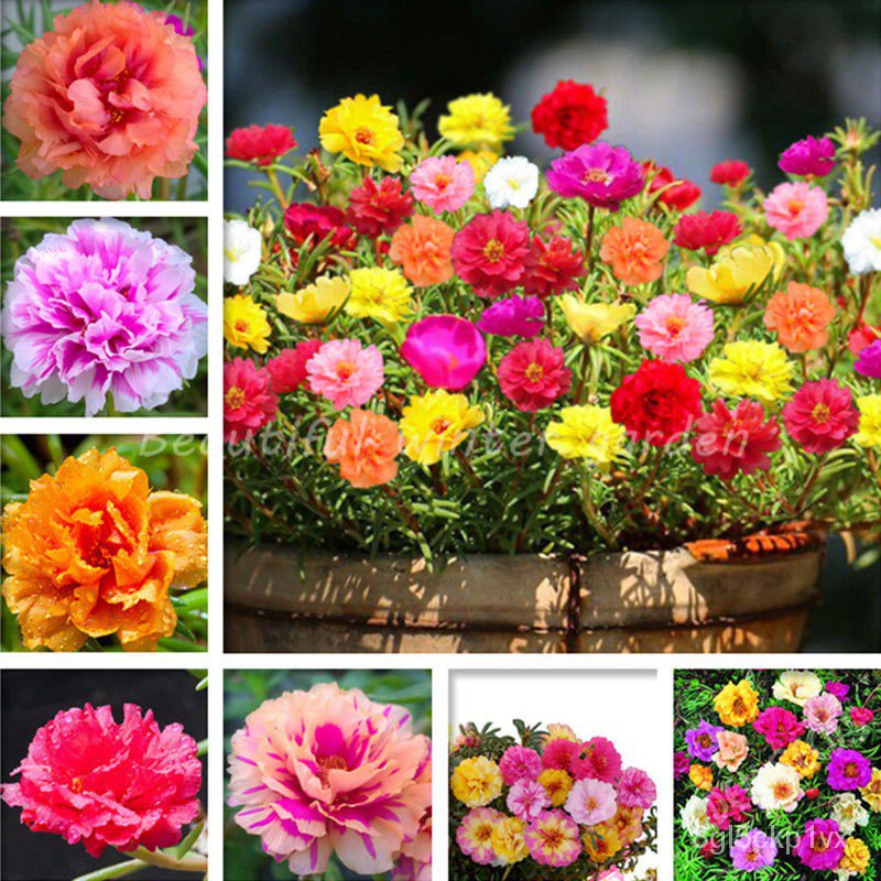 🌼🍀【HOT SALE】Sun Flower Seeds Double Petal Mixed Color Pine Leaf Peony ...