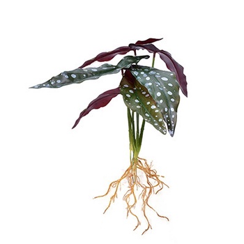 Fake Tree With Root Premium Grade. Very Real. | Shopee Singapore