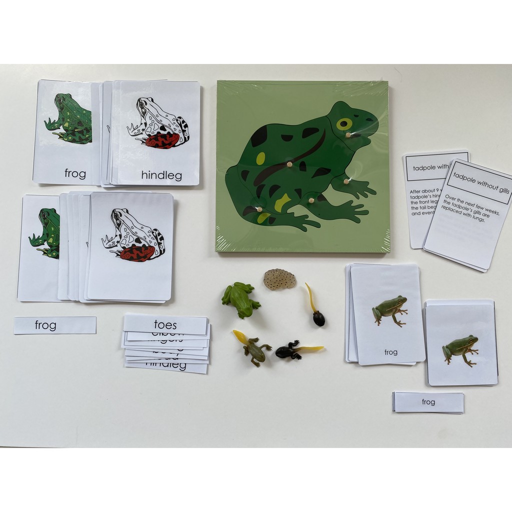 Right To Learn -Montessori All about Frogs - Life Cycle Models/ 4 part ...