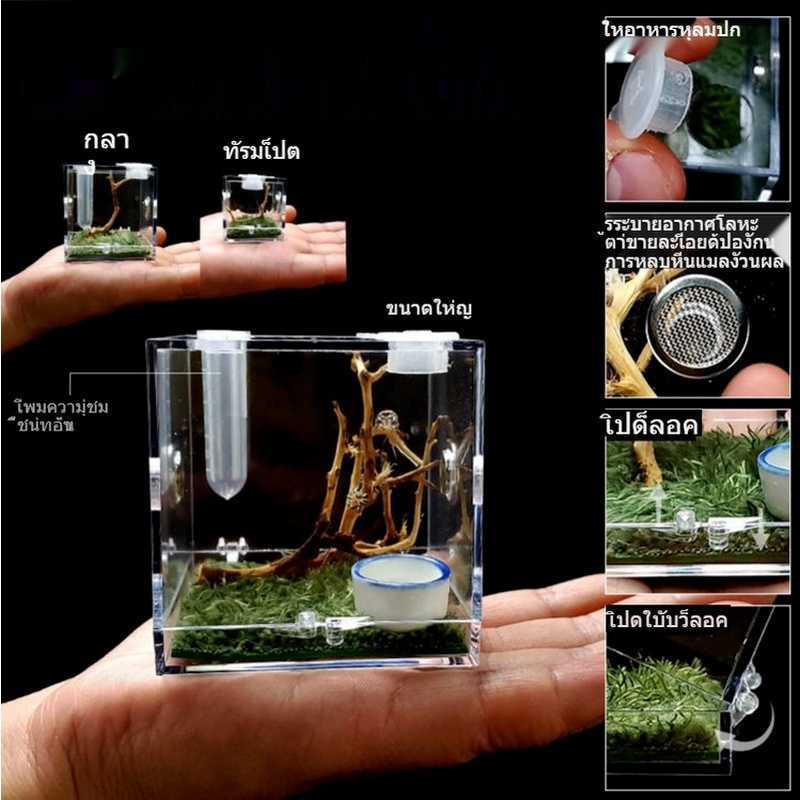 Jumping Spider Box Raising Music Insects Mantis Buckwheat Fresh Florida ...