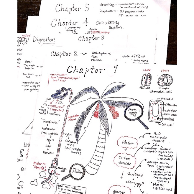 [IGCSE Notes]IGCSE Year 8 SCIENCE Notes (Biology)hard copy | Shopee ...
