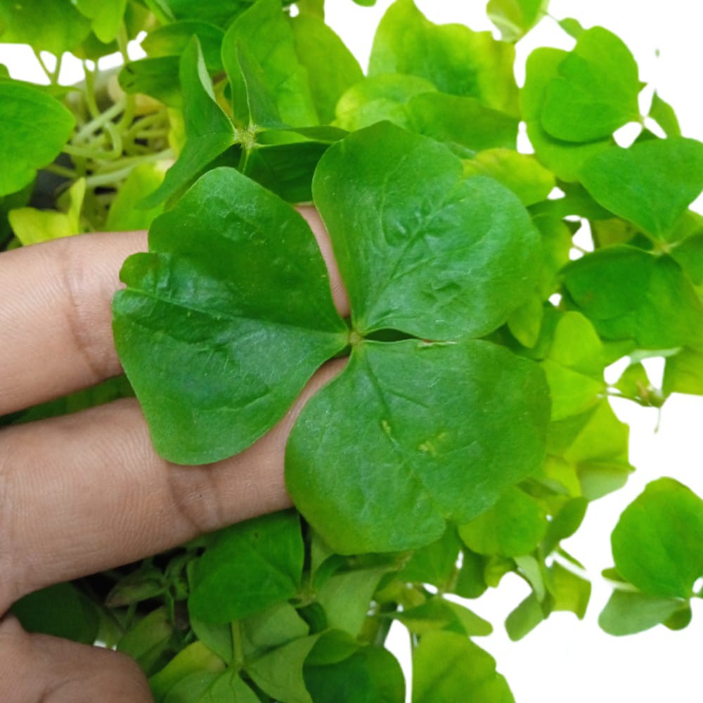 Oxalis triangularis Ikigai white in ceramic pot (0.20m) | Shopee Singapore