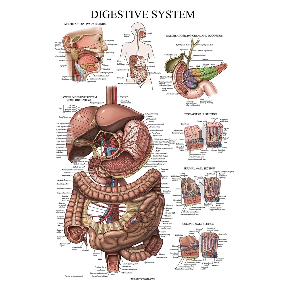 Layer Pressure Digestive System Anatomy Pattern Gastrointestinal ...