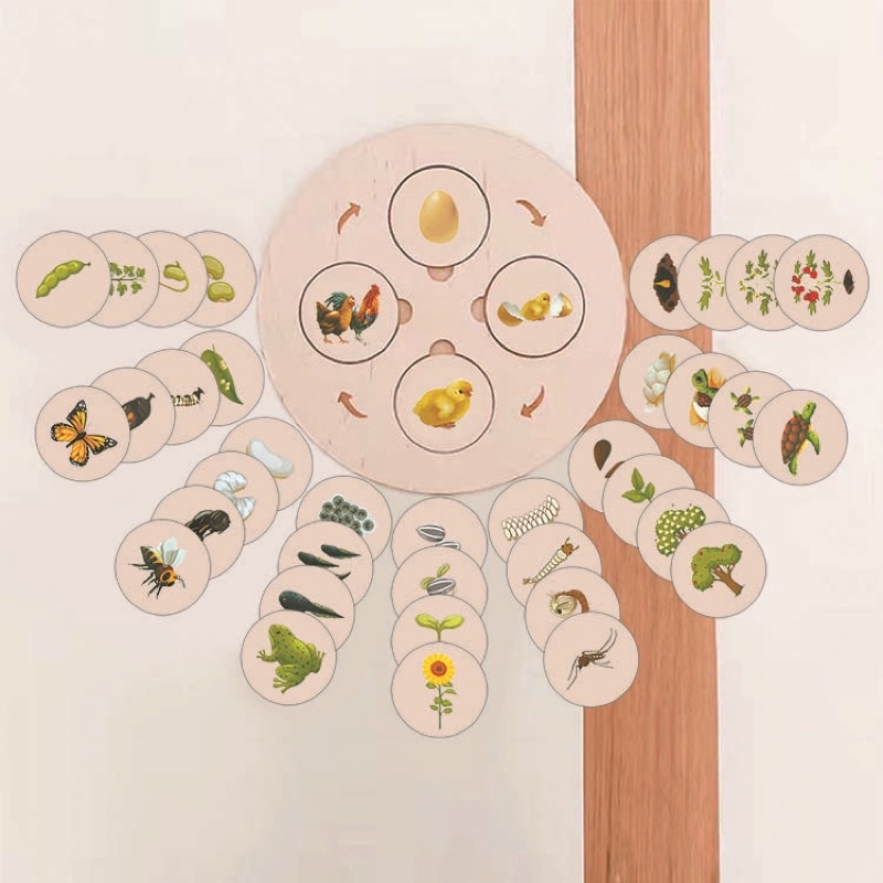 SG Montessori Biology Life Cycle of Animal Plant Learning Preschool ...