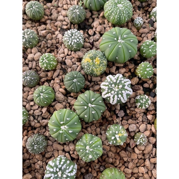 Rare Astrophytum Seeds (15 pcs) multiple pattern (FREE DELIVERY ...