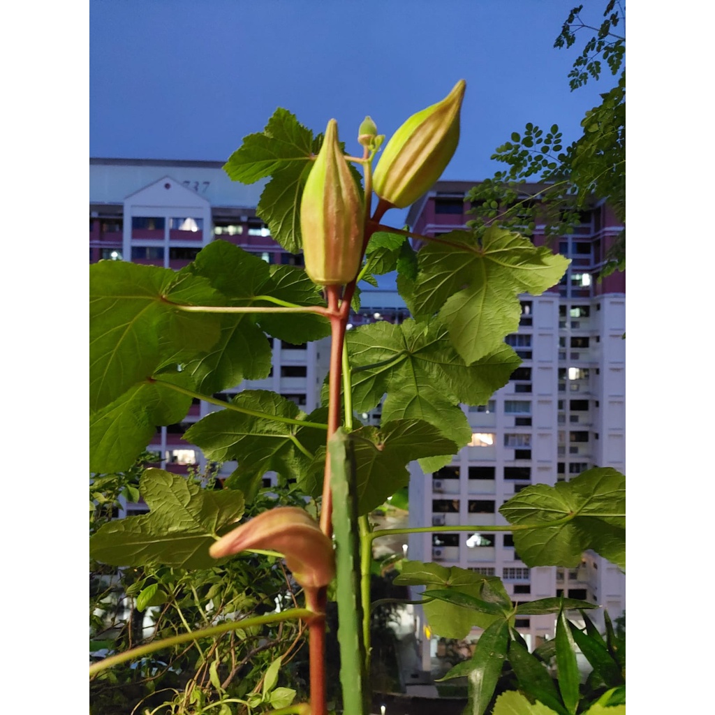 10 Red Okra/Lady Finger Country HIll Non GMO and Non Chemically Treated ...