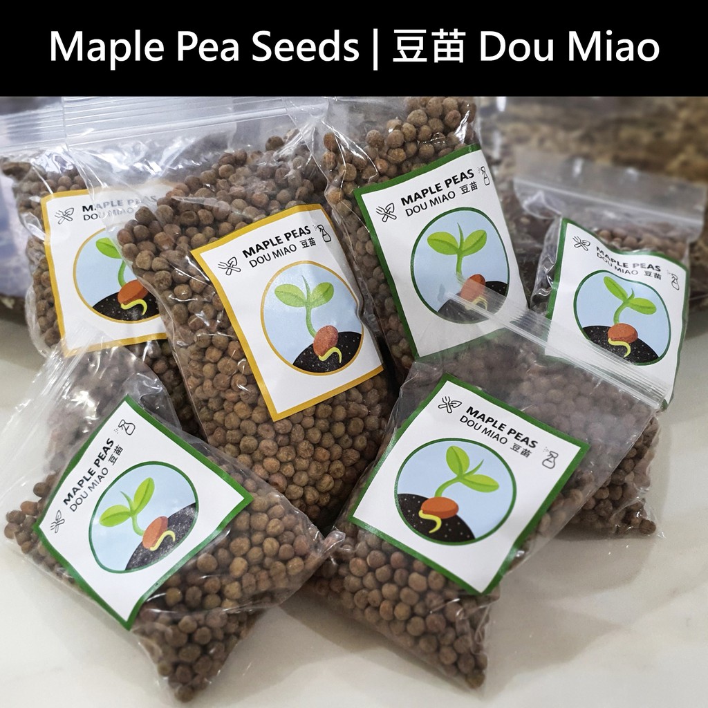 Maple Pea / Dou Miao 豆苗 Seeds ~ 300g-1kg | Seedling Tray with or ...